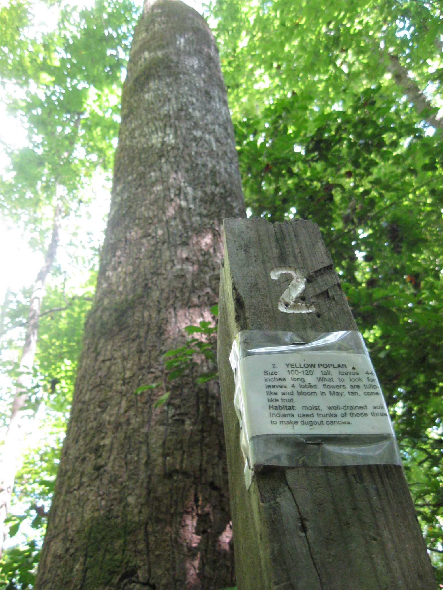 Island Creek Trail, Croatan National Forest » Carolina Outdoors Guide