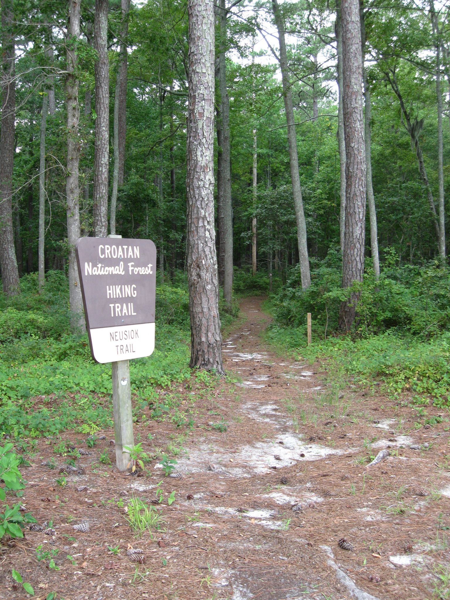 Pine Cliff Picnic Area, Croatan National Forest » Carolina Outdoors Guide